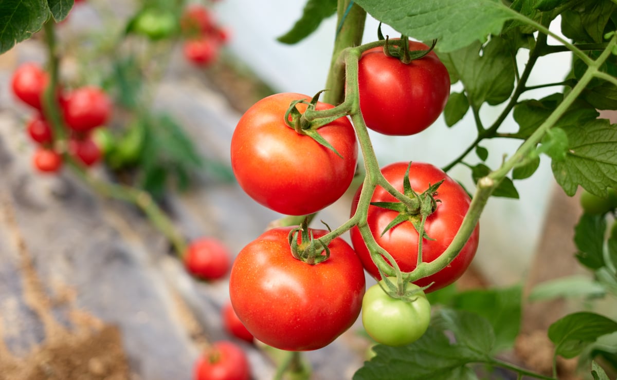 Como plantar tomate: dicas para ter uma colheita de sucesso