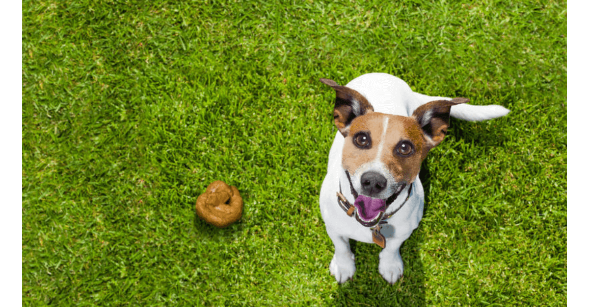 Coprofagia: Por que o cachorro come as próprias fezes?