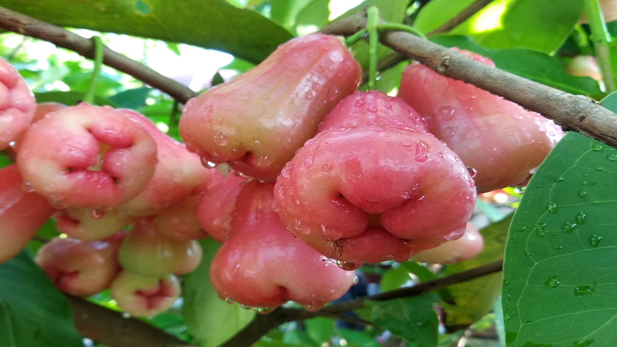 Você sabia que as frutas, além de saborosas, exercem um papel ...