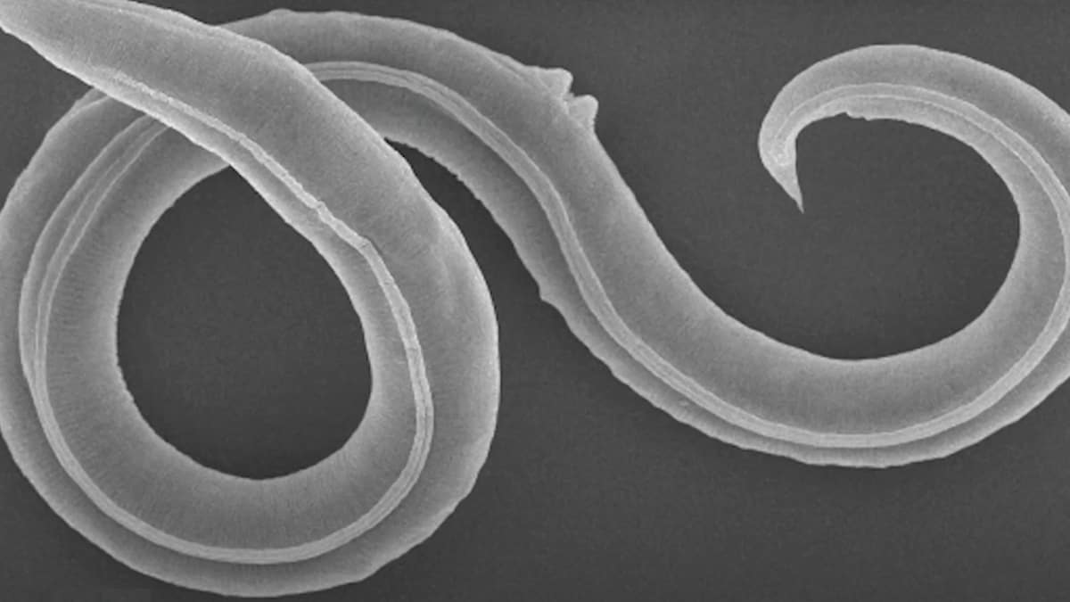 Cientistas ressuscitaram um conjunto de vermes nematoides de quase 50 ...