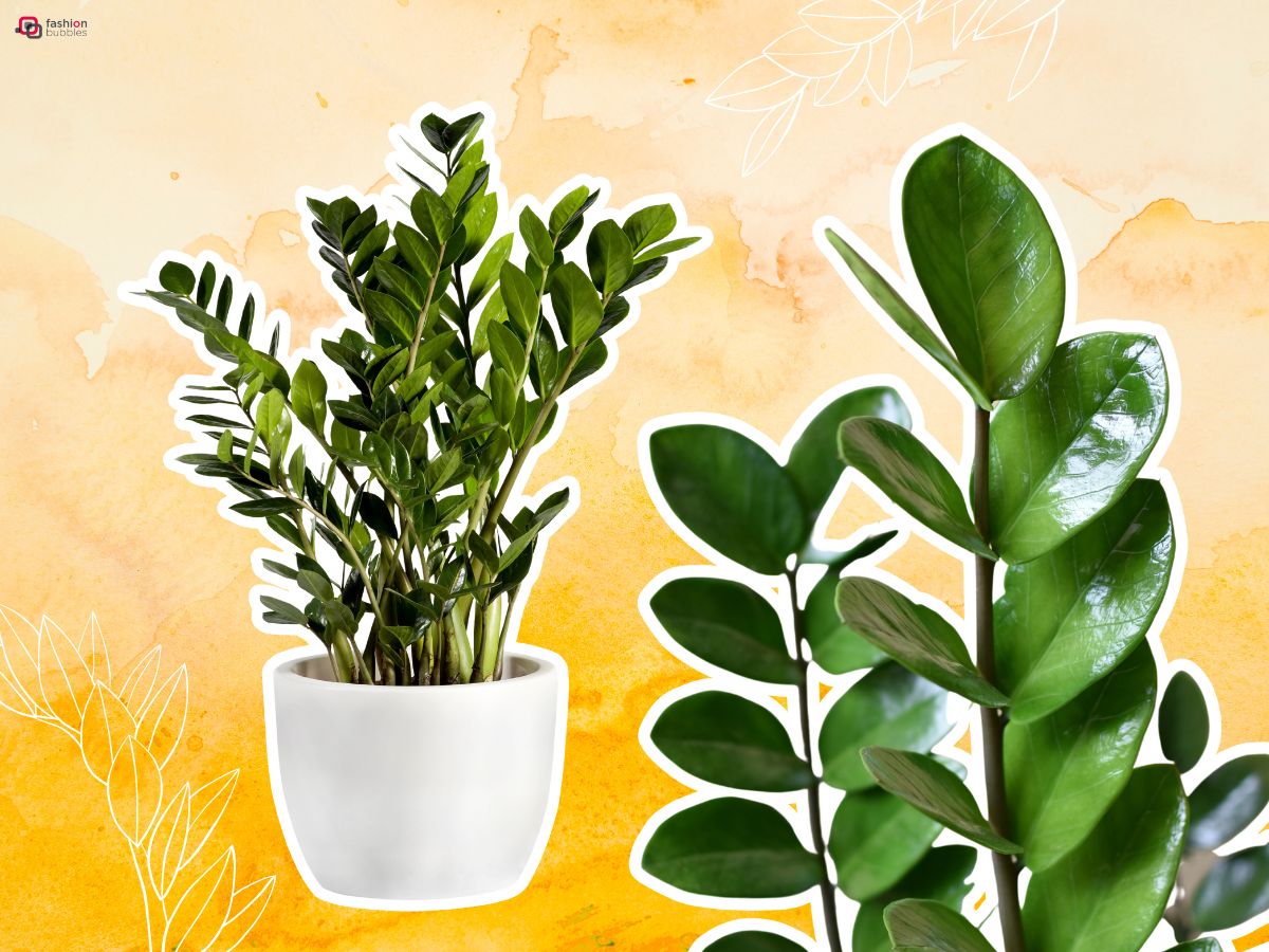 O que fazer para zamioculca ficar bonita?