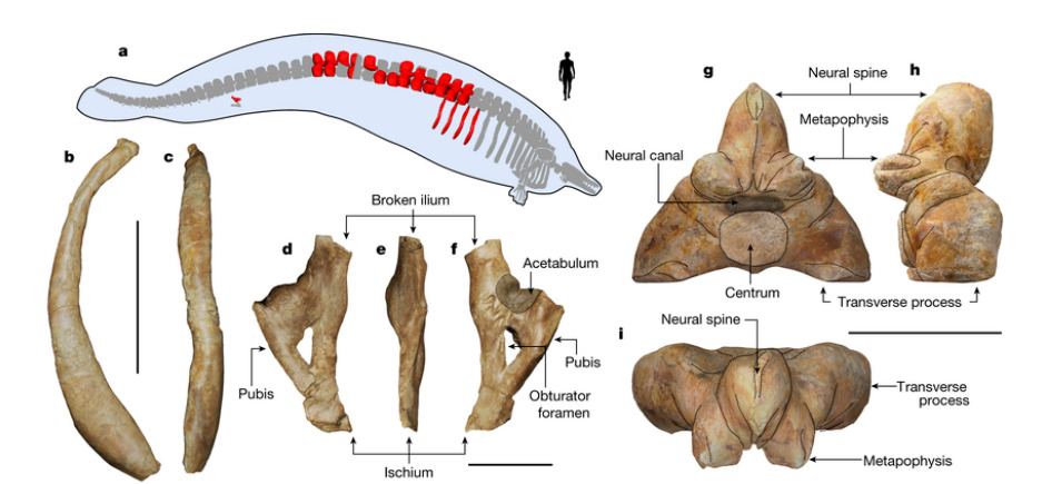 Mario Urbina, paleontólogo da Universidade Nacional Maior de São Marcos ...