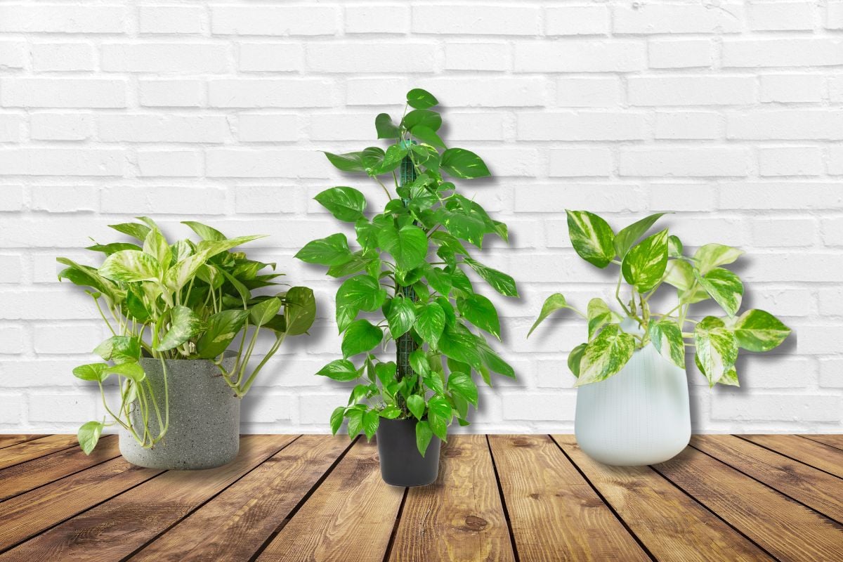 Jiboia: o segredo ideal para sua casa! Descubra por que esta planta é ...