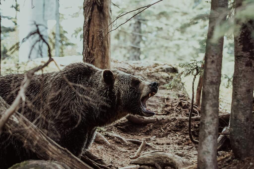 O significado espiritual do urso representa a nossa força interior, o ...