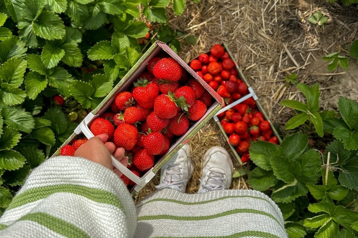 Qual é a época certa para plantar morango?