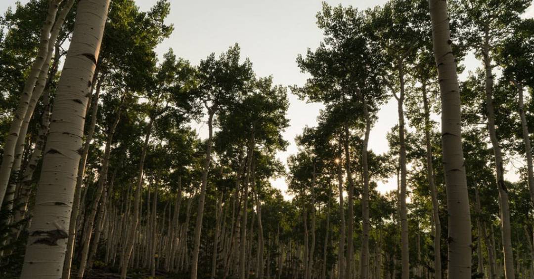 Na prática, a floresta inteira é um indivíduo só. Isso torna Pando o ...
