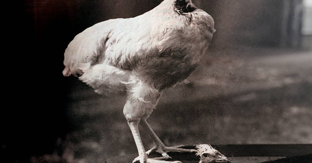 Mike, o frango que sobreviveu 18 meses sem cabeça: a surpreendente ...