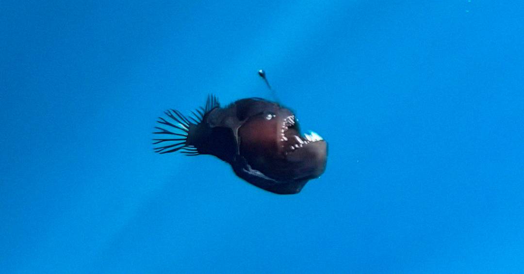 Lula-vampiro ou polvo-vampiro ( Vampyroteuthis infernalis )