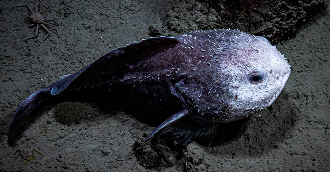 A intenção da organização foi nobre, mas desde então o Psychrolutes ...